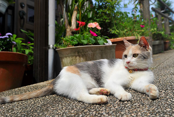Finding Calico : เจ้าเหมียว…อยู่ไหน? [เรื่องย่อ/ตัวอย่างหนัง] : Metal ...